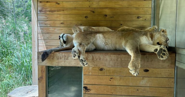 Best Things to do in September in Ohio - Sunflower Fields, Apple ...