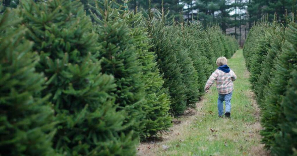 Best Local Christmas Tree Farms {2024} – 30 Delightful Farms You'll Love