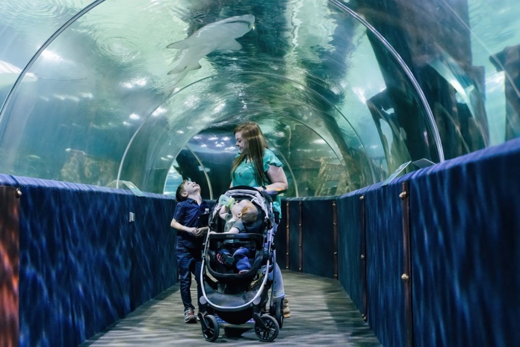 3 Amazing Aquariums in Ohio (+ Bonus Must Visit Location)