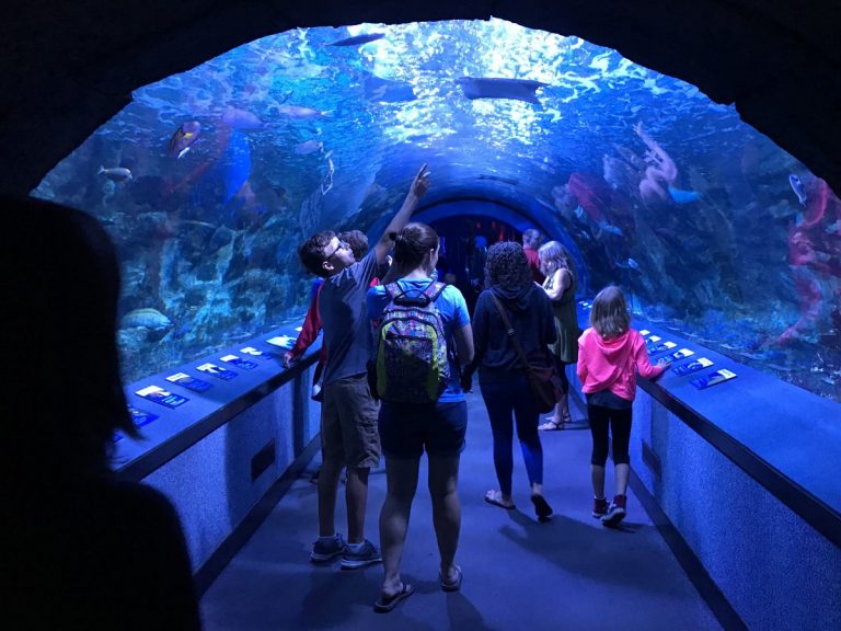 3 Amazing Aquariums in Ohio (+ Bonus Must Visit Location)