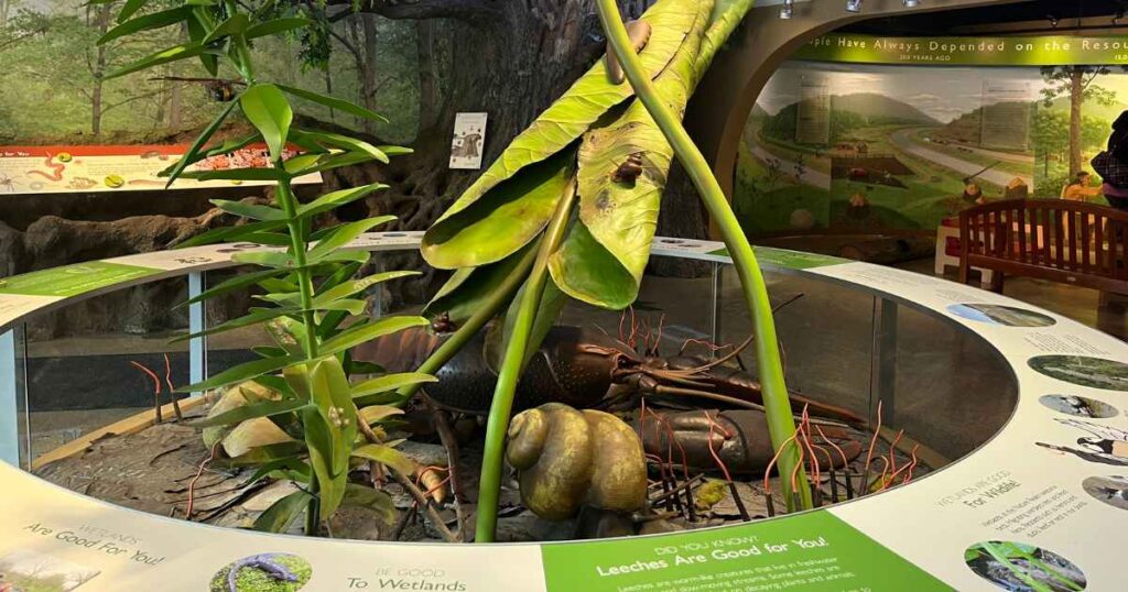 20+ Nature Centers in Northeast Ohio for Enjoying Time Outdoors