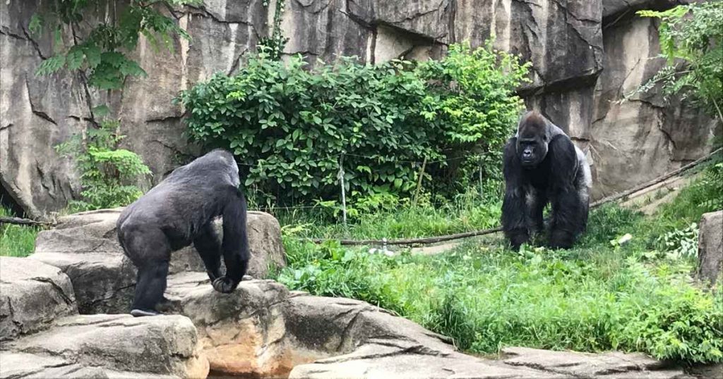 10 Must Visit Zoos in Ohio Animal Lovers Will Adore