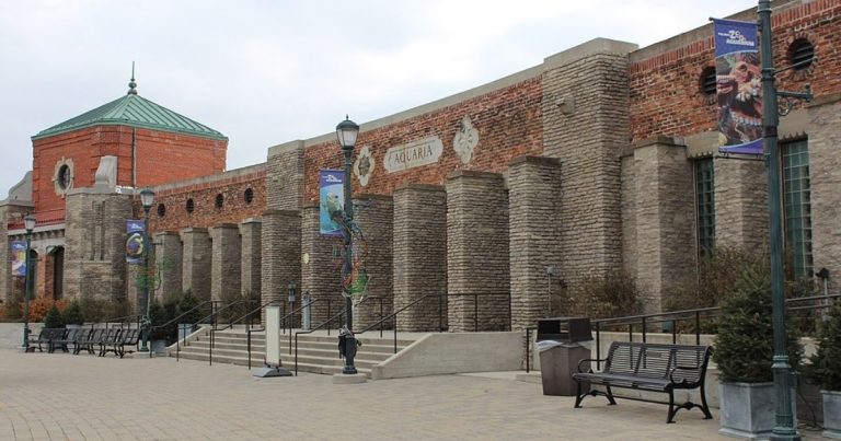 3 Amazing Aquariums in Ohio (+ Bonus Must Visit Location)