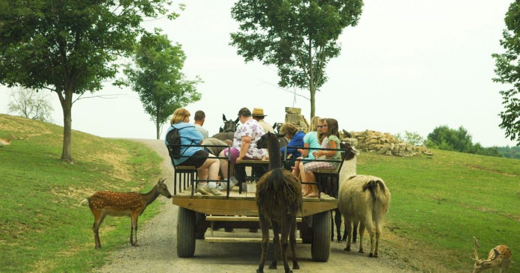 12 Petting Zoos In Northeast Ohio: Best Fun on the Farm Experience