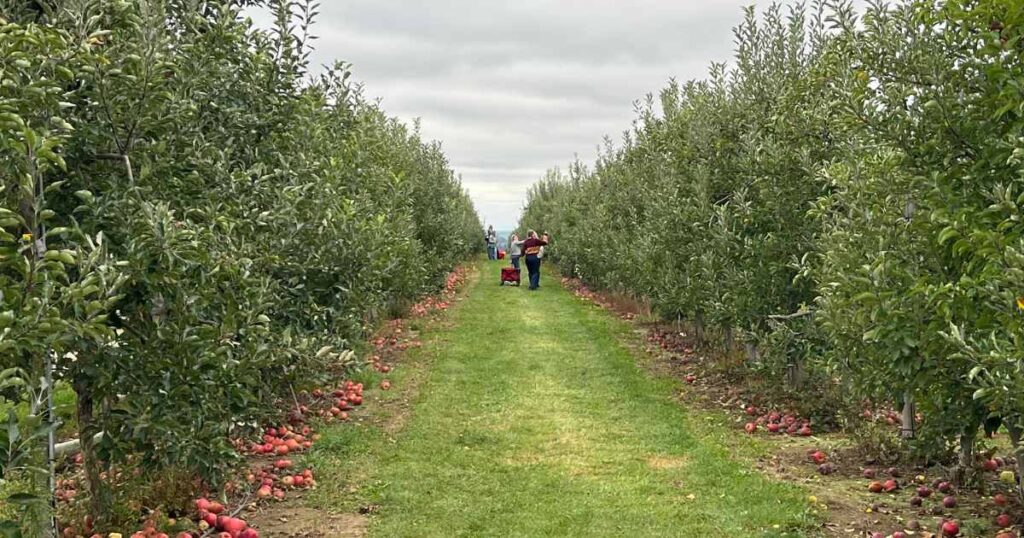 20+ Local Farms with the Best Apple Picking in Northeast Ohio