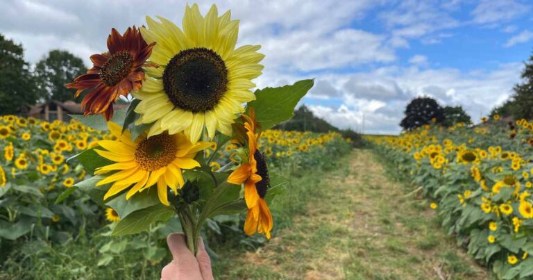 20+ Picturesque Sunflower Fields in Ohio You Must Visit this Year